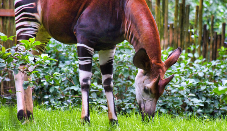 The Okapi – A Combination of a Deer and Zebra in One - The HyperHive