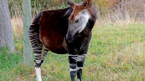 The Okapi – A Combination of a Deer and Zebra in One - The HyperHive