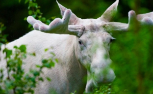 This Is a Rare White Moose: Have You Ever Seen It Before? - The HyperHive