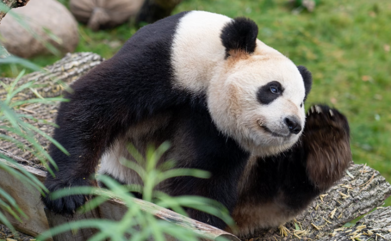 Everything You Need to Know About Giant Pandas - The HyperHive