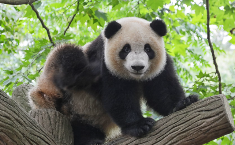 Everything You Need to Know About Giant Pandas - The HyperHive
