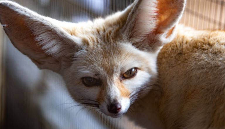 This Is the Fennec Fox: Ears for Days and a Roaring Nightlife - The ...