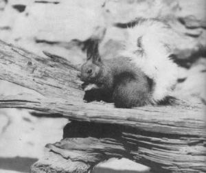 Squirrels: Everything You Need to Know About - The HyperHive