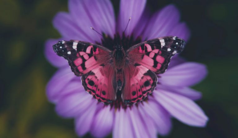 What Is the Butterfly Effect Theory and How Does It Even Work? - The ...