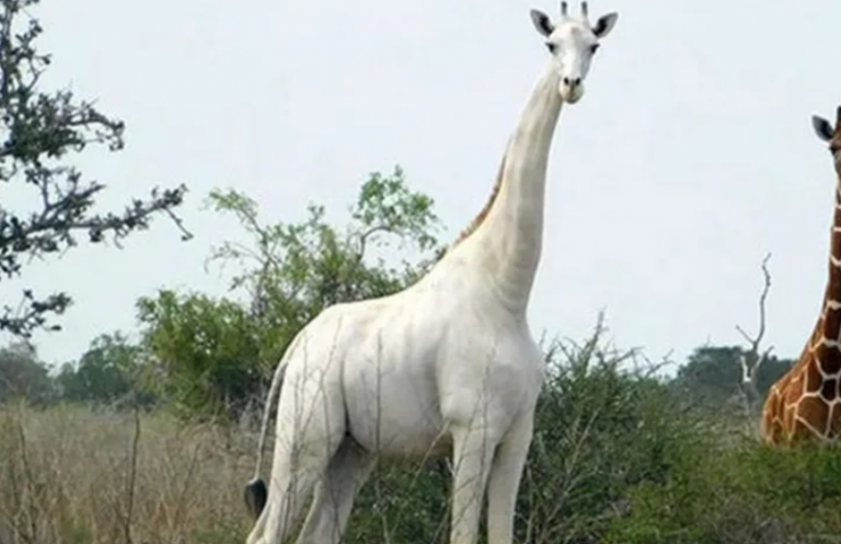 The World's Only White Rare Giraffe Is Being Tracked for Safety! - The ...