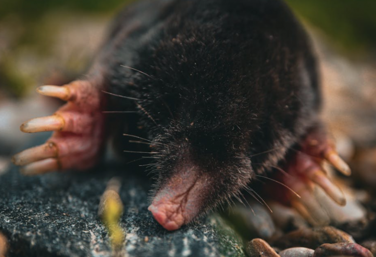 Scientists Find a Golden Mole Which Was Named Extinct Before! - The ...