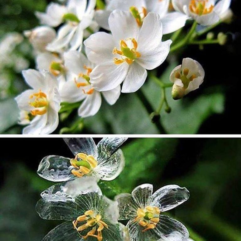 Skeleton Flowers’ White Petals Turn Magically Transparent When ...