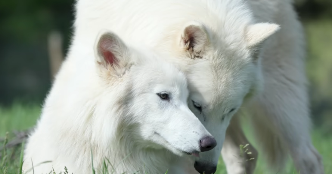 Update: Dire Wolves That Were Brought Back From Extinction Have Grown ...