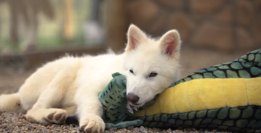 Update: Dire Wolves That Were Brought Back From Extinction Have Grown ...